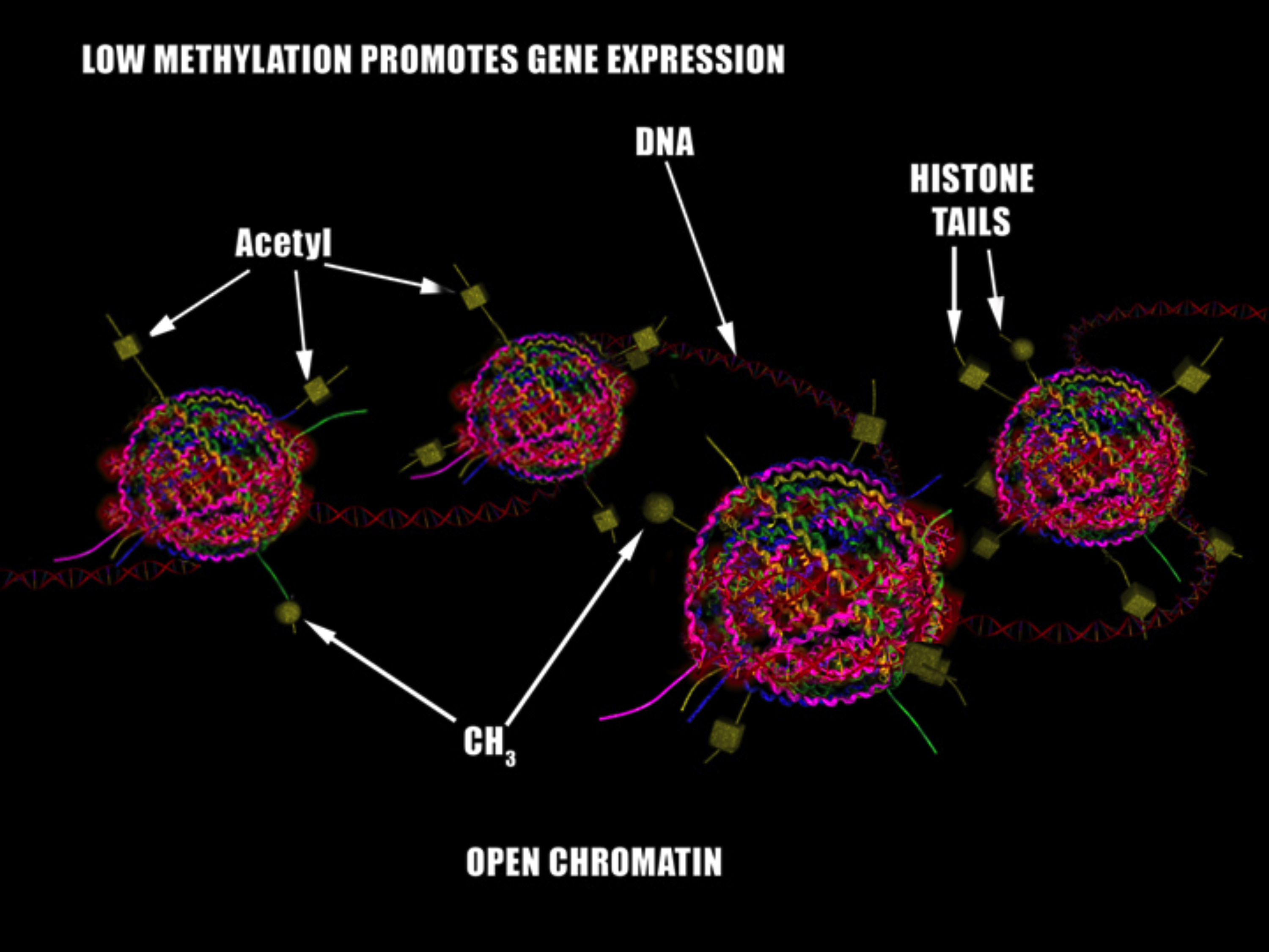 Methylation and Neurotransmitters | Better Living Through Biochemistry